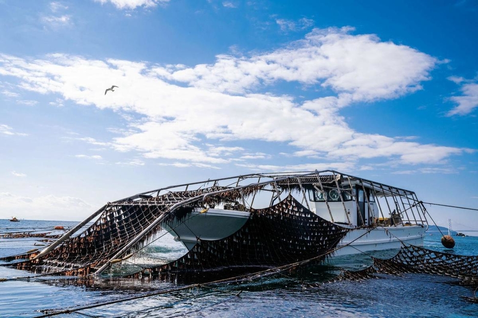 大半は業務用 スーパーで目にすることない「須磨海苔」とは | M's KOBE - 神戸新聞NEXT