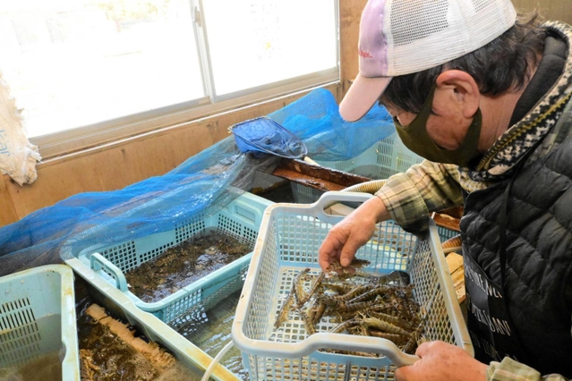 お正月の縁起物「的形のクルマエビ」出荷ピーク 酸素2倍で自慢の養殖 甘み口いっぱい「やっぱり生」 | 総合 | 神戸新聞NEXT