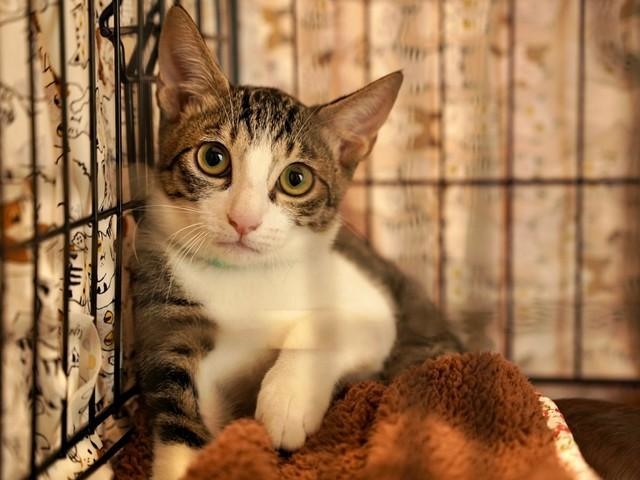 神戸新聞NEXT｜連載・特集｜話題｜カバンの街でネコフェス、会いにきてニャ 人気フード、音楽ステージ、3年ぶりに復活開催